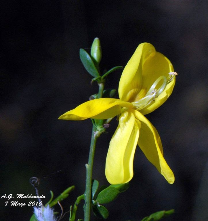 BIODIVERSIDAD COSTA GRANADINA Y...: Escobon, retama de escobas, retama ...