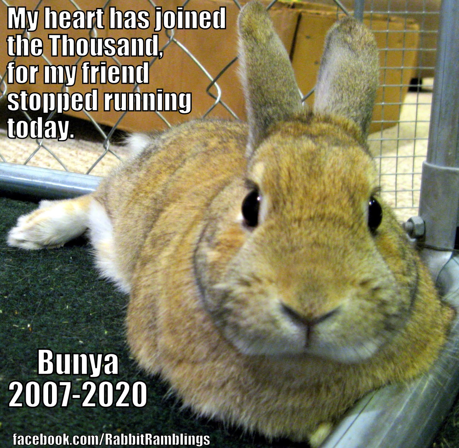 Rabbit Ramblings: Rainbow Bridge * Rabbit Rescue Poem * Easter Bunny ...