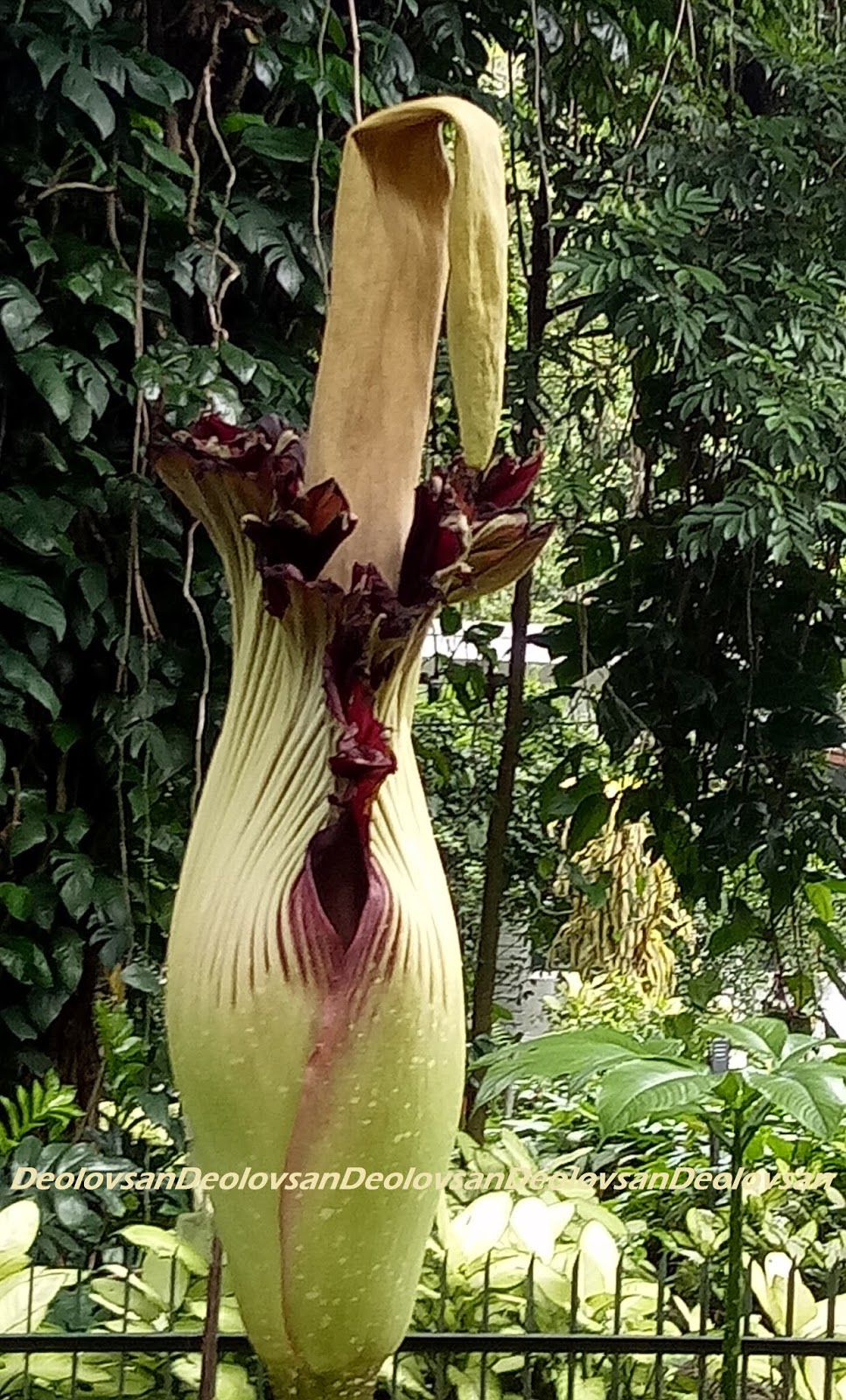Bunga bangkai (Amorphophallus titanum) - Kehidupan terus berjalan
