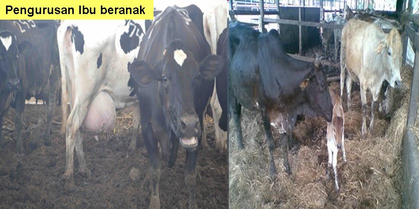 bukan doktor veterinar: Panduan Penternakan Lembu Tenusu