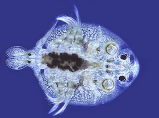 BELAJAR TERUS BIOLOGI: ARTHROPODA