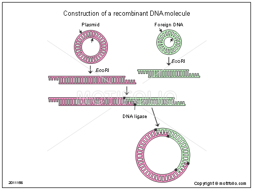 DNA Recombinant and Application