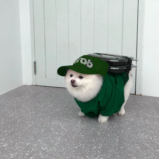 Perrito 'trabaja duro' como repartidor en estos tiempos difíciles