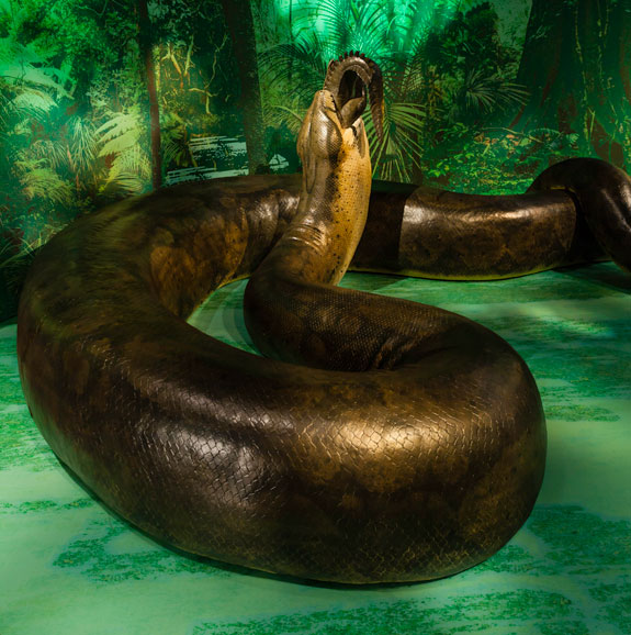 Save Send Delete: God and the Titanoboa: You Must Believe It to See It.