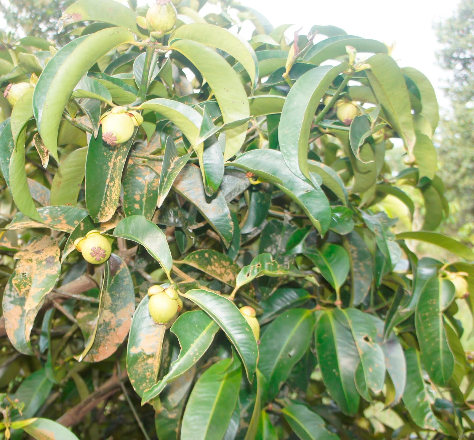 Warisan Petani: Pokok Manggis Mesta