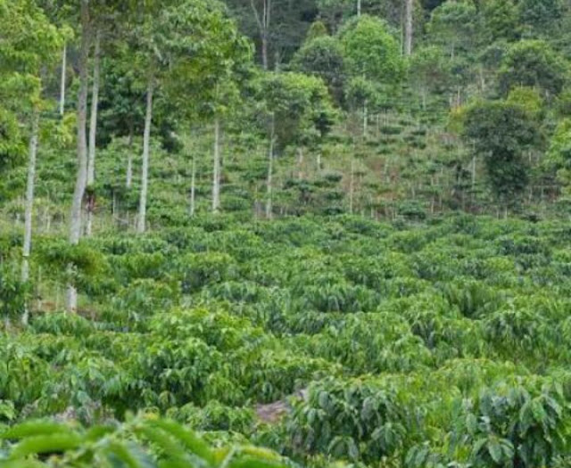 Mengurangi Erosi dan Pemanfaatan DAS Untuk Mencegah Banjir di Bengkulu ...