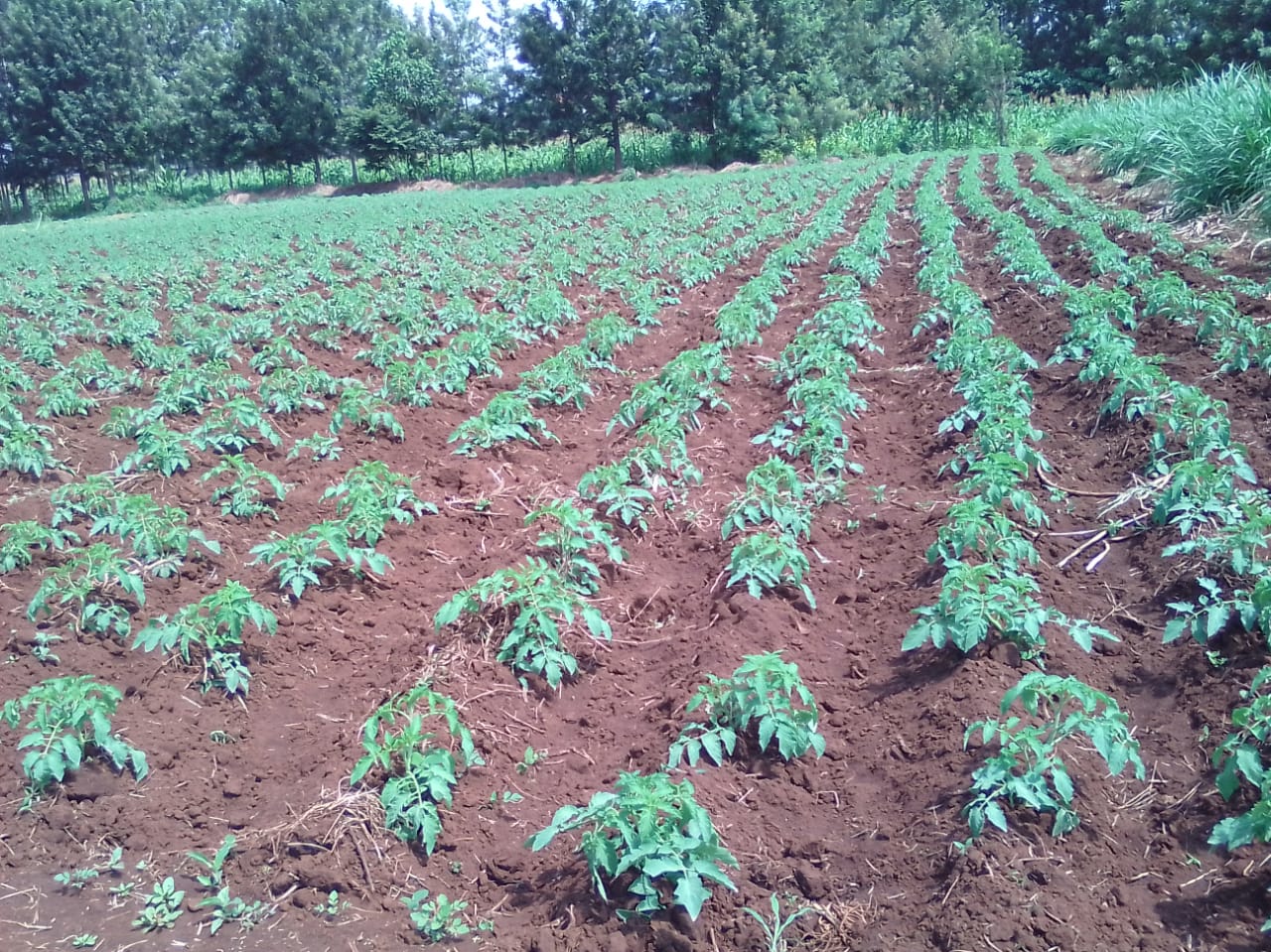 Mbolea kwenye kilimo cha Nyanya