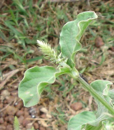 Apamarg (Achyranthes aspera L.) based Herbal Formulations in Indian ...