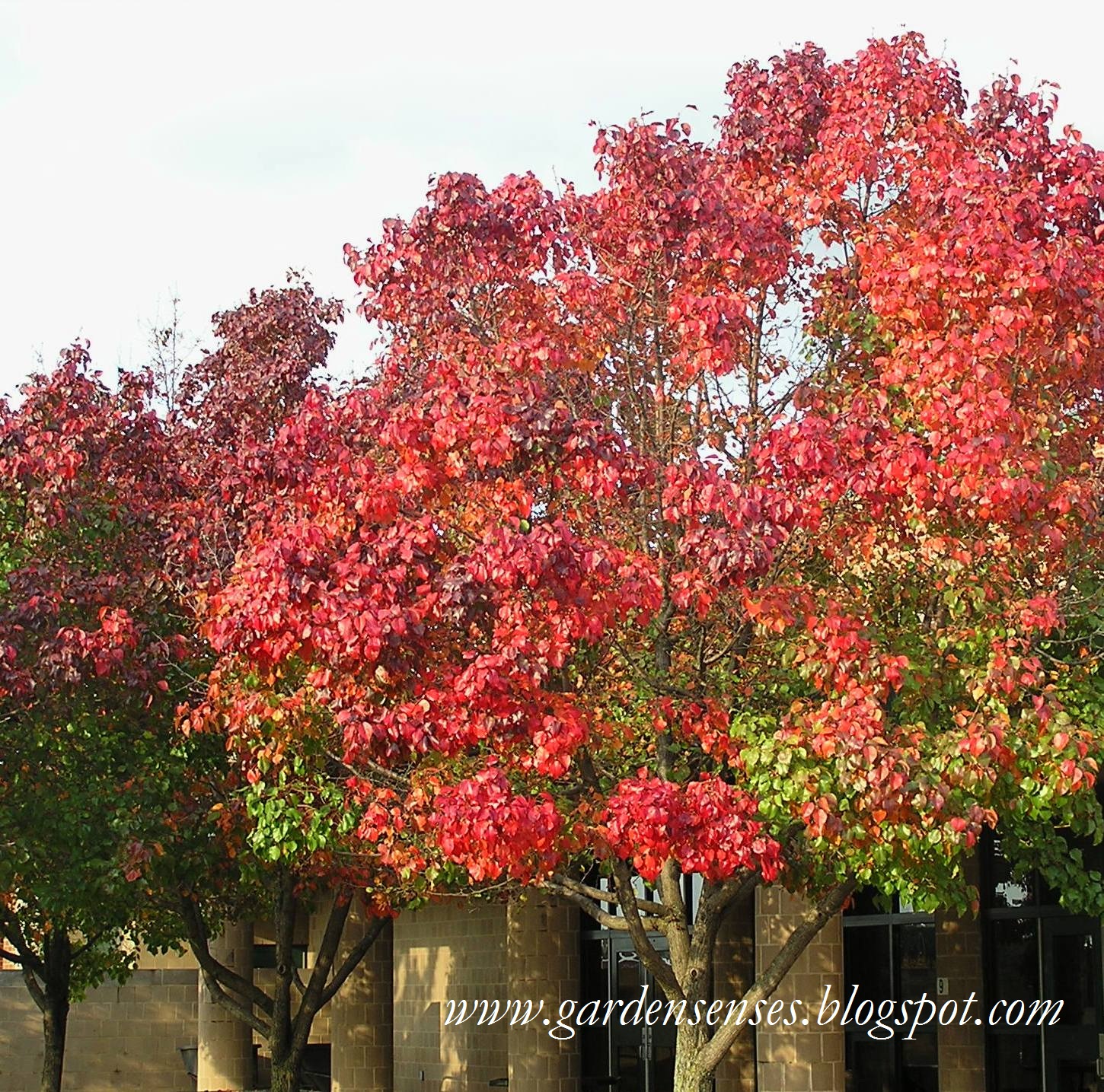 Garden Sense: Fall Color - Brilliant Trees