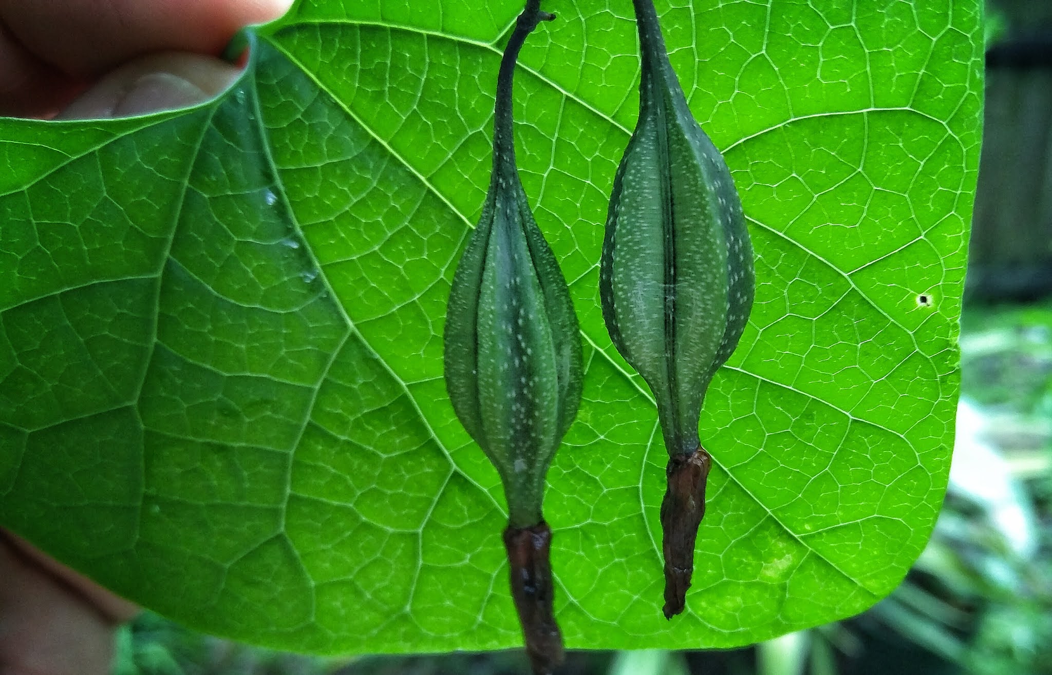 Ramblings of a Constant Florida Gardener: Orchid Seed Pods