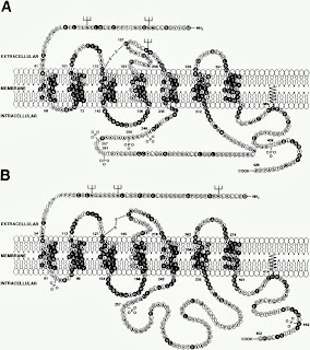 Cholecystokinin & Homeostasis: Cholecystokinin's Role in Homeostasis
