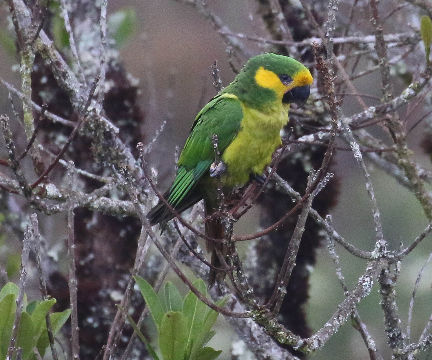 Birding Poole Harbour & Beyond: 2 Mar 18 - Colombia: Parrots In The Mist