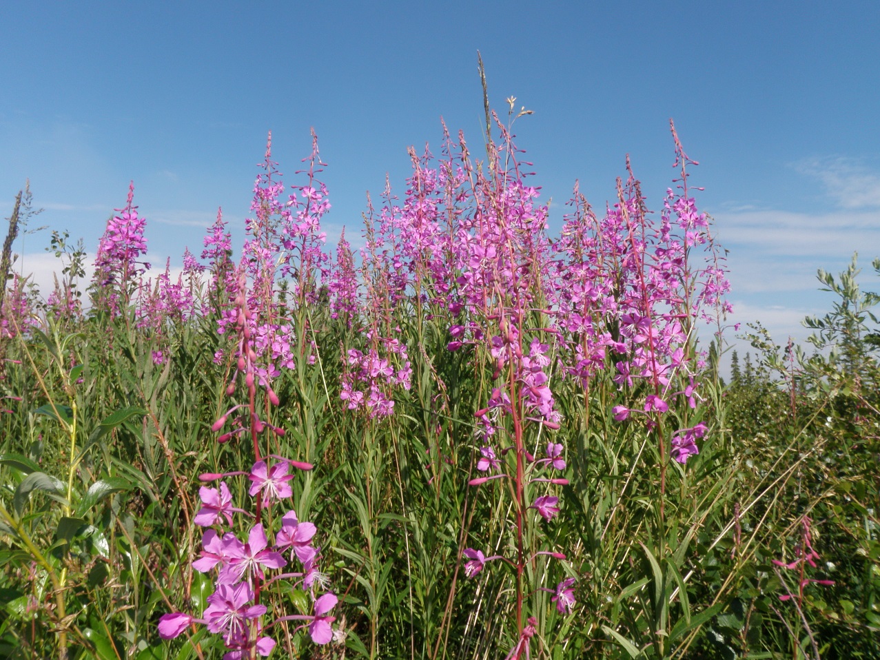 From the Silicon to the Tanana Valley: Fireweed! Fireweed! Fireweed!