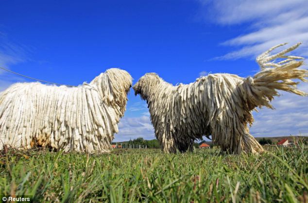 White Wolf : Komondors, Amazing white-colored "Traditional Native ...