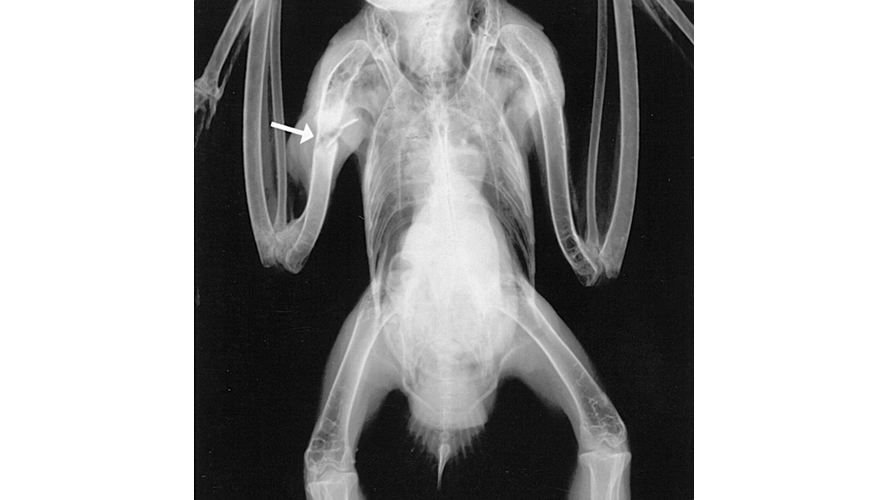 Rigging Asylum: Bird Anatomy - Skeletal