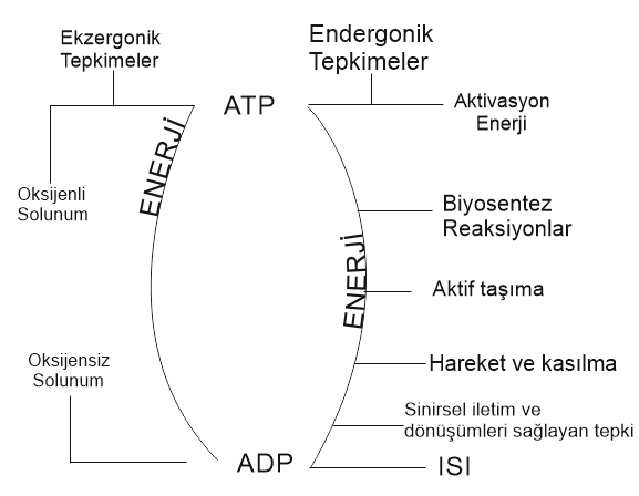 ORGANİK BİLEŞİKLER (ATP) - LİSE DERS NOTLARI