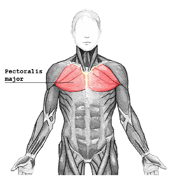 Actividad fisica: COMO TENER UN PECHO MOLDEADO Y TONIFICADO