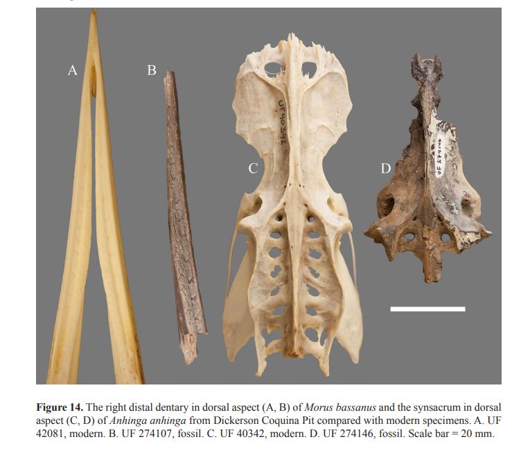 Avian Osteology : Finally, an Anhinga pelvis!