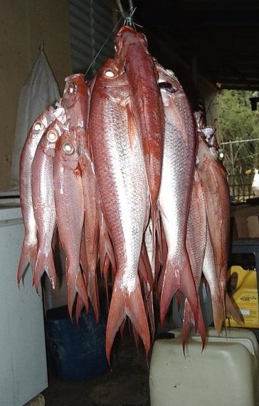 Spring break in “Borikén” an Enchanted Island in the Middle of the ...