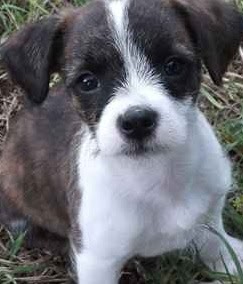 Bossi-Poo (Boston Terrier Poodle mix) Temperament, Size, Lifespan, Adoption