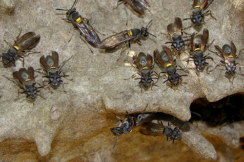 Avispas Camoati - Fumigaciones PROPARK