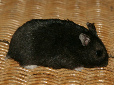 Hamstercitos :3: Variedad Cromática en los Hamsters Rusos