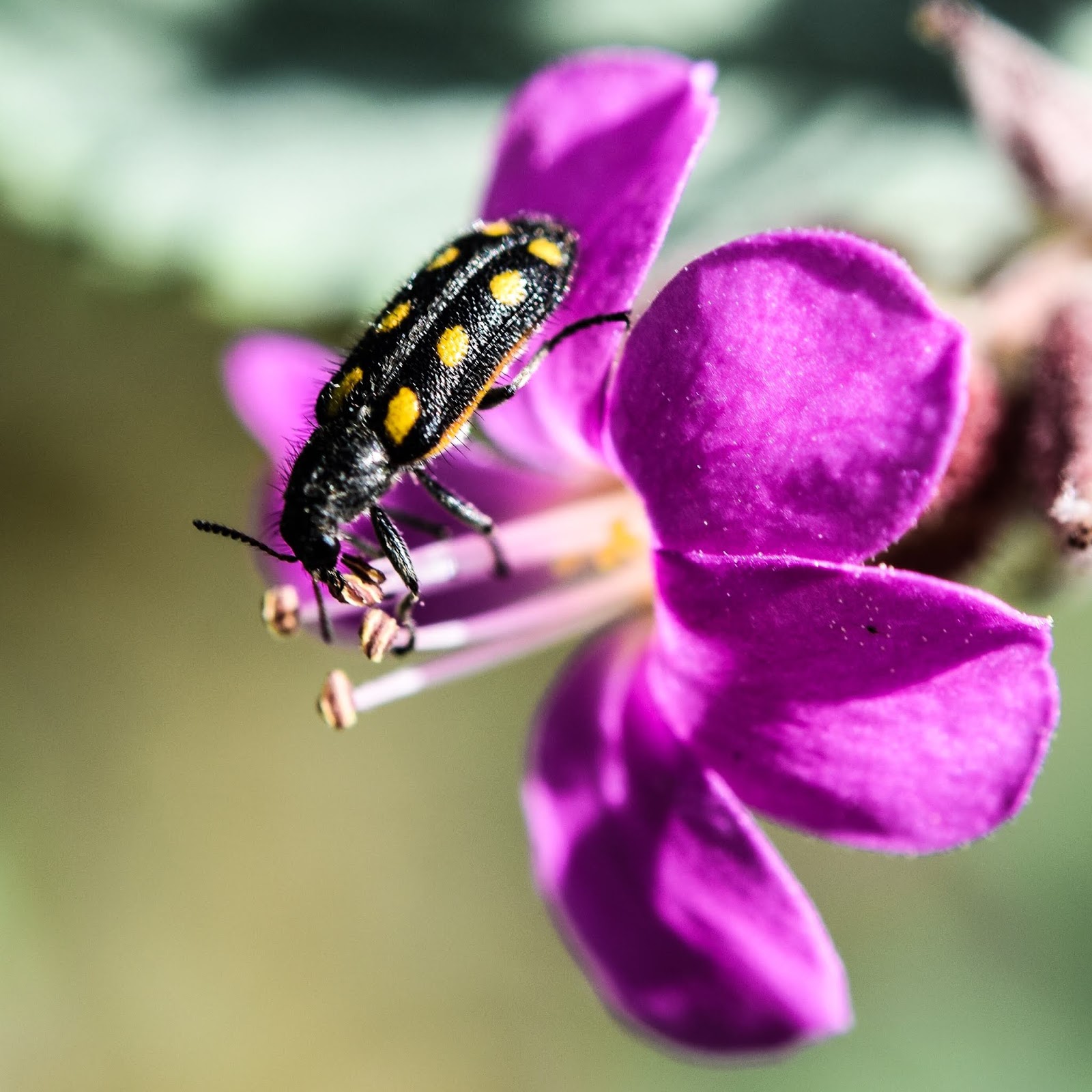 Hiking Curaçao - Flora and Fauna: Flowers, seeds and bugs