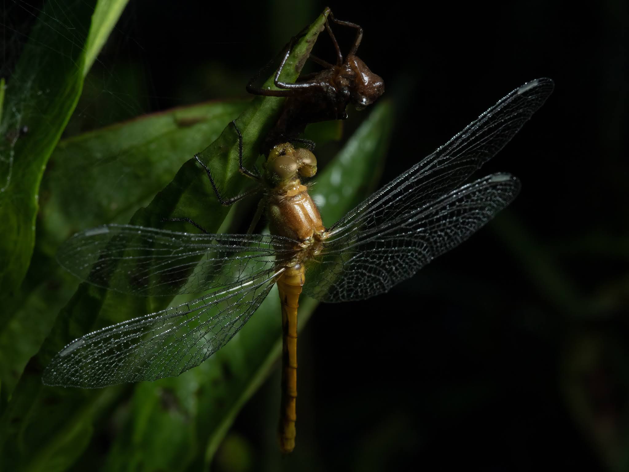 Dragonfly Transformation!
