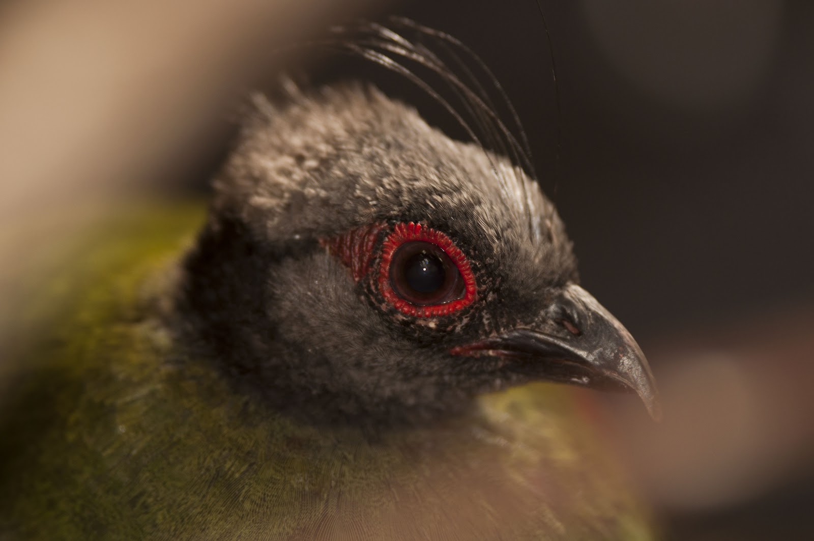 JAPANESE KOI: Roul Roul partridge