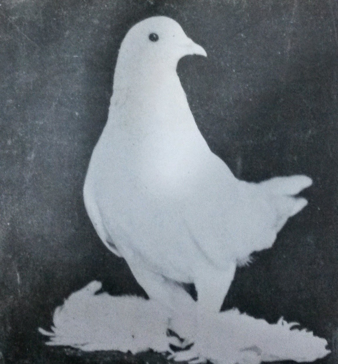 Duchess Pigeon Details Information - Encyclopedia of Bird Kingdom