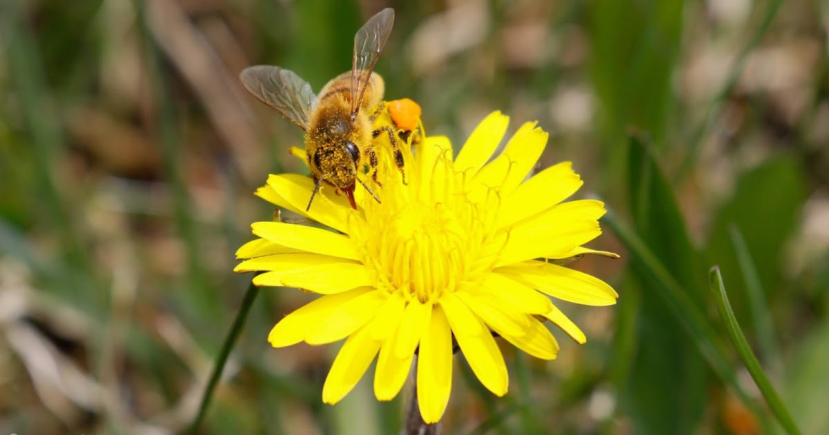 Reframing Weeds: The Benefits of Vilified Plants | Nature Notes Blog