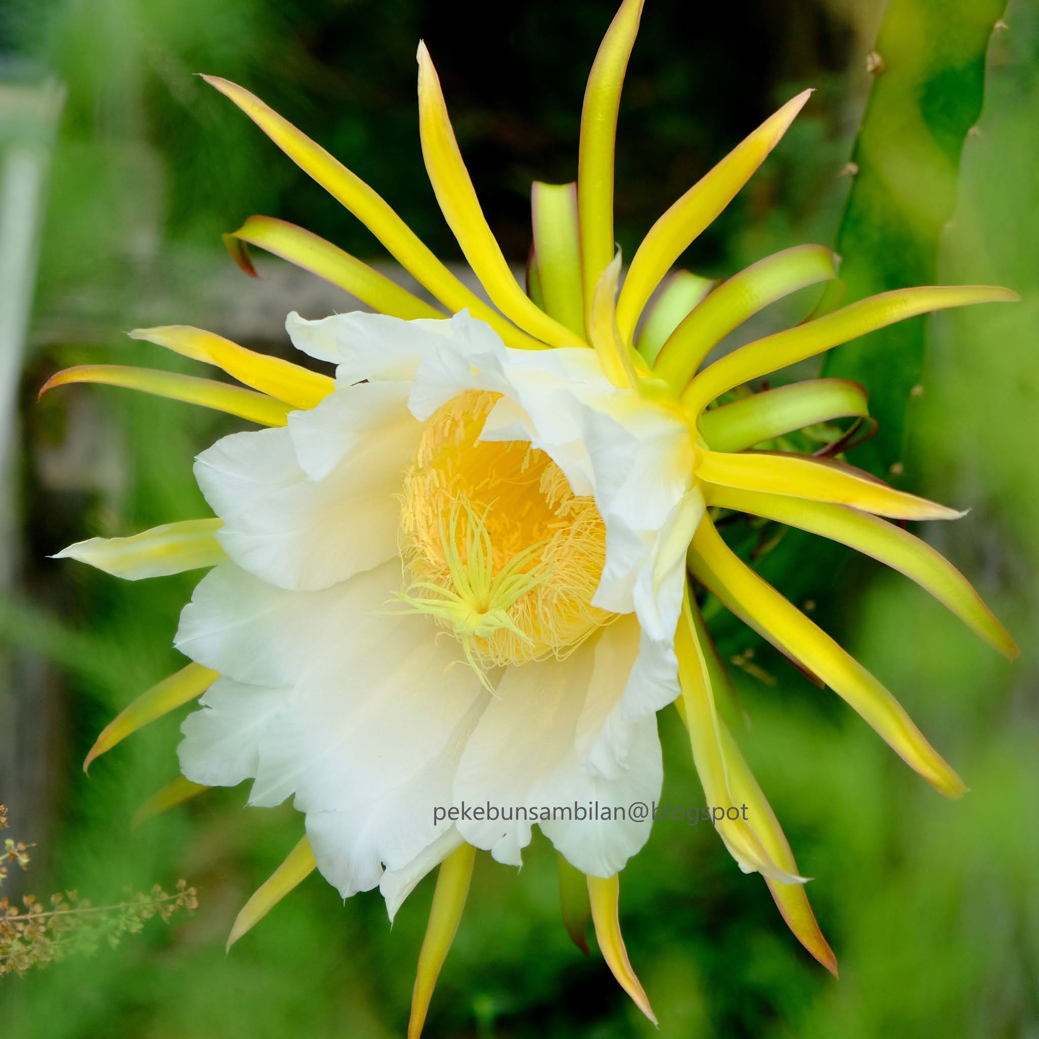 Pekebun Sambilan||Part-time Gardener: Buah Naga, Dragon Fruit: Tahap ...