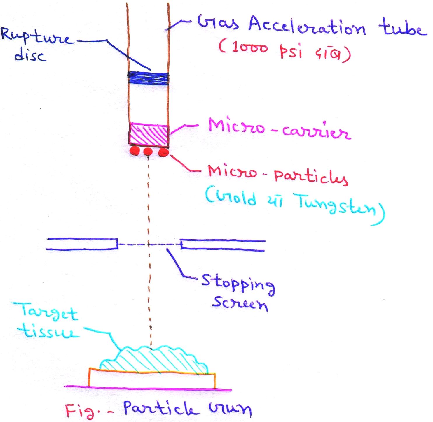 Physical and Chemical methods of Gene Transfer