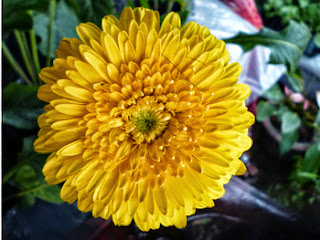 Barberton daisy - Gerbera jamesonii or Babandesiya | SL Flora