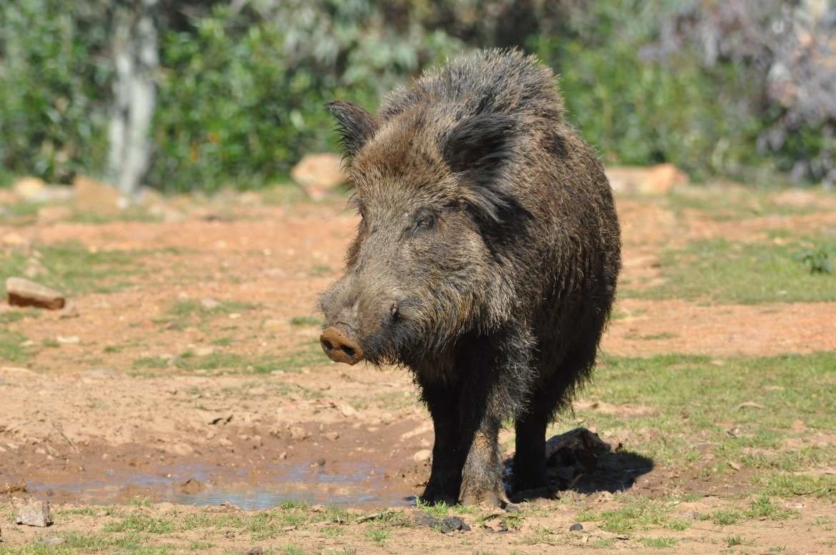 El Gobierno recomienda mantener el control de jabalíes para prevenir ...