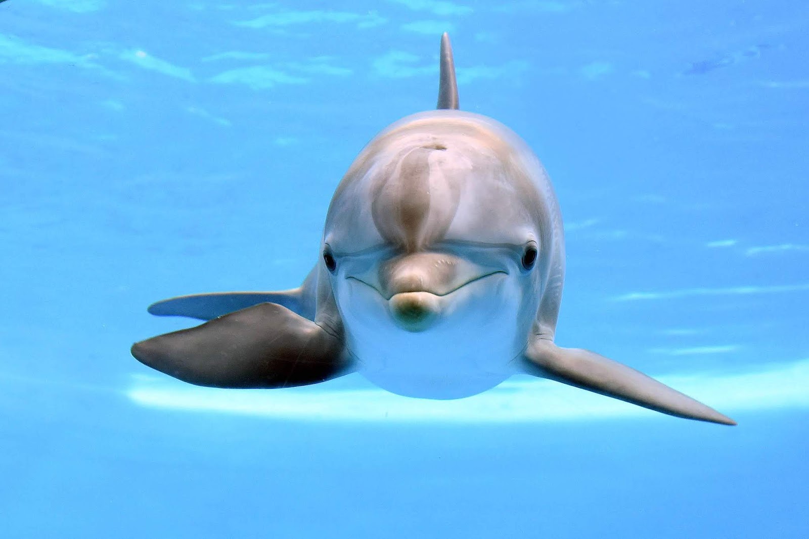 ANIMALS TIME : Dolphins time (hora de los delfines) Gallery 1