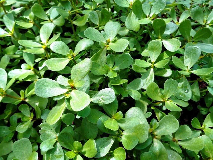 Cultivo da Beldroega