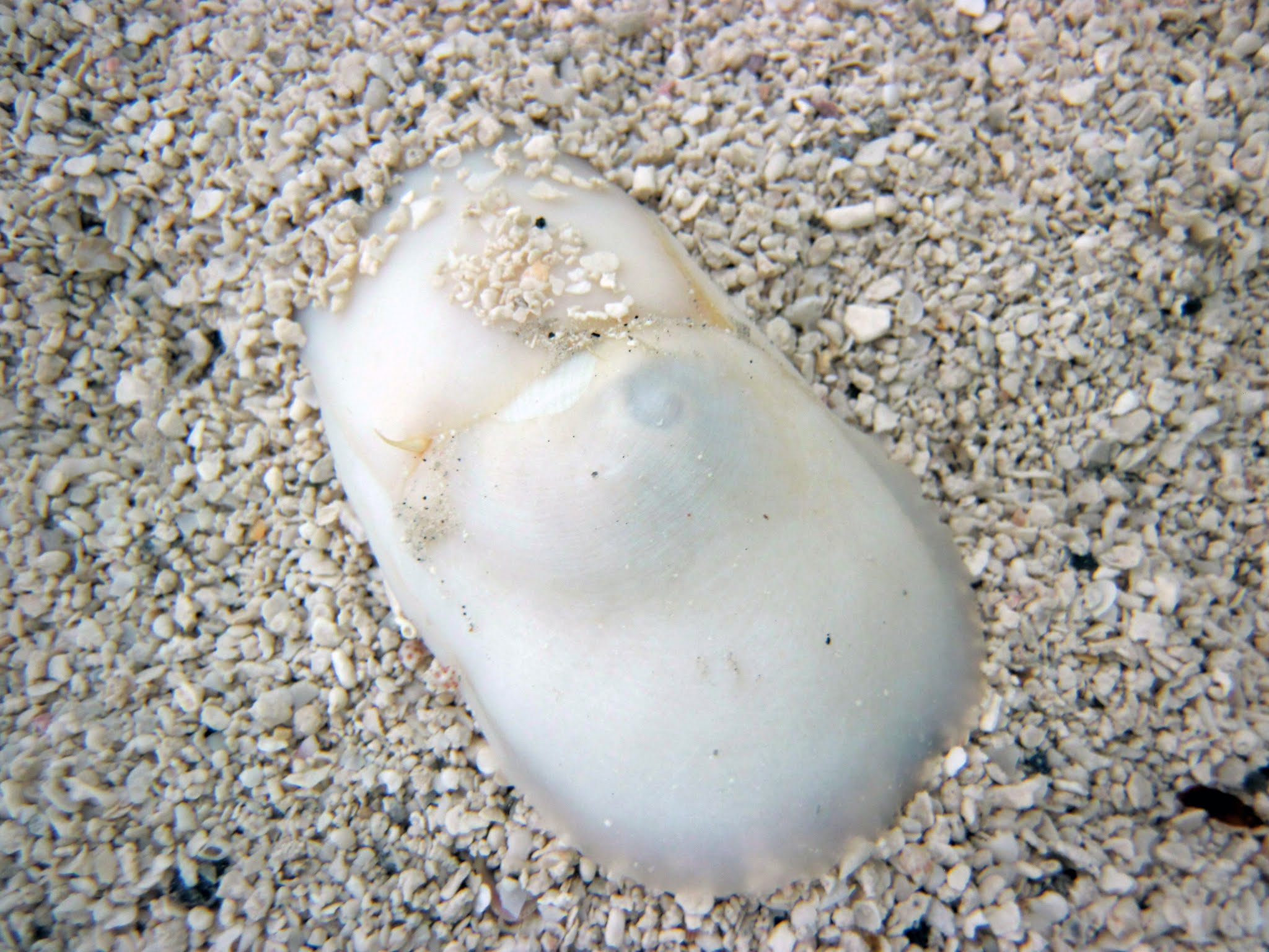 Variety of Life: Sinum