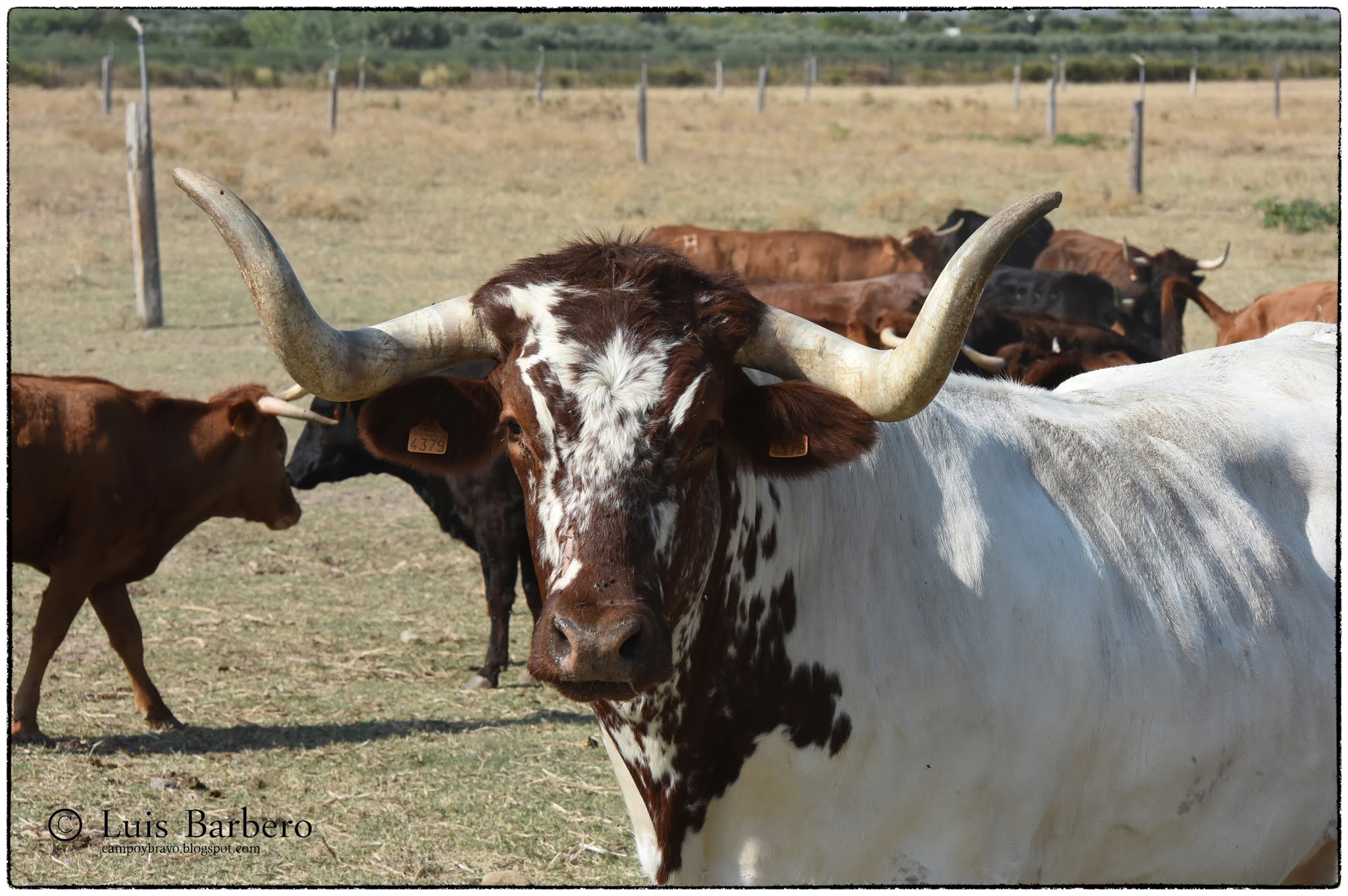 Campoybravo: Ganadería Berrenda "D. José Arriazu e Hijos" Ablitas ...