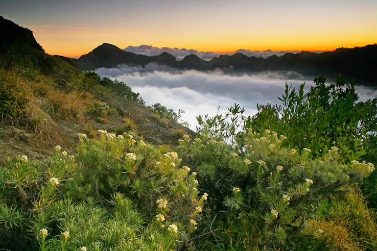 BUNGA YANG MELAMBANGKAN KEABADIAN ADA DIGUNUNG RINJANI ~ BDSLcom