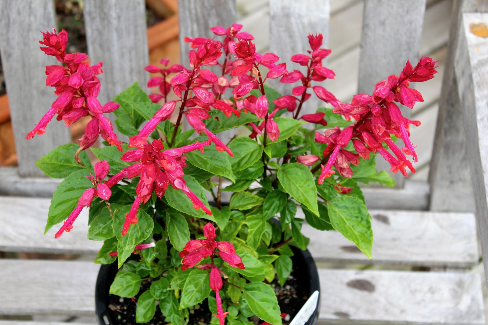Florez Nursery: Salvia splendens 'Salsa Plum'