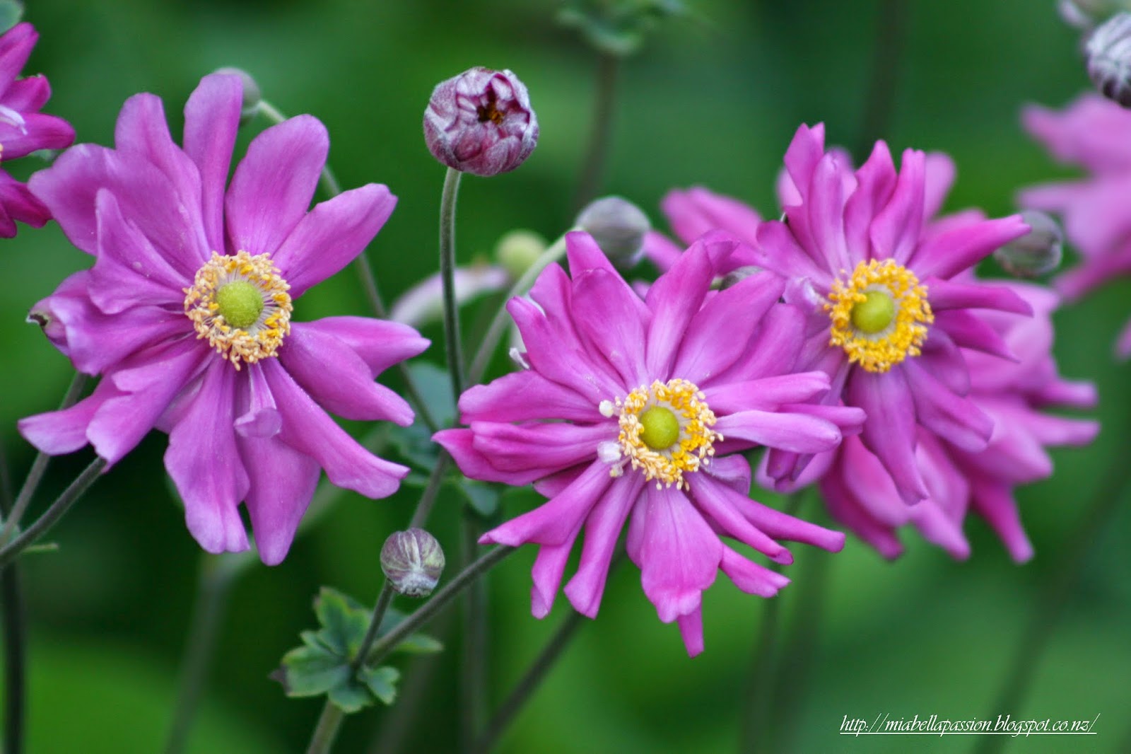 Pink Japanese Anemones...
