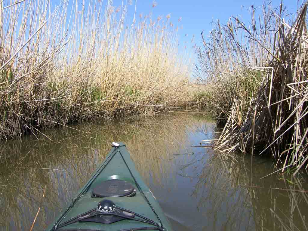 Kayaking the Mobile-Tensaw River Delta: March 2010