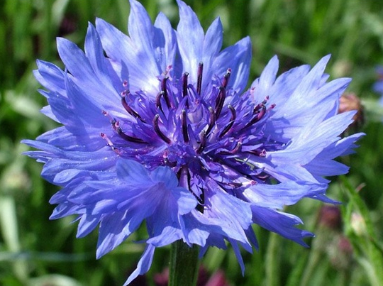 what is the national flower of estonia