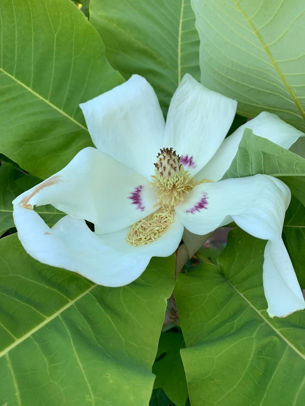 Tropical Gardening in New York City!: Ashei Magnolia - The Pros and Cons