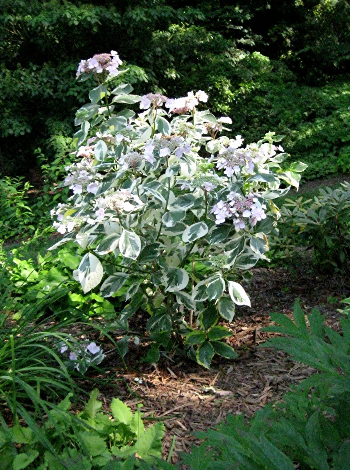 1003 Gardens: Hydrangea macrophylla 'Lemon Wave'....this is some ...