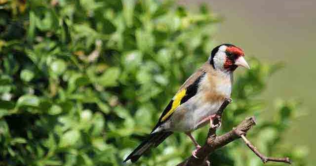 ITALIA Calendario Nazionale - Uccelli News Eventi