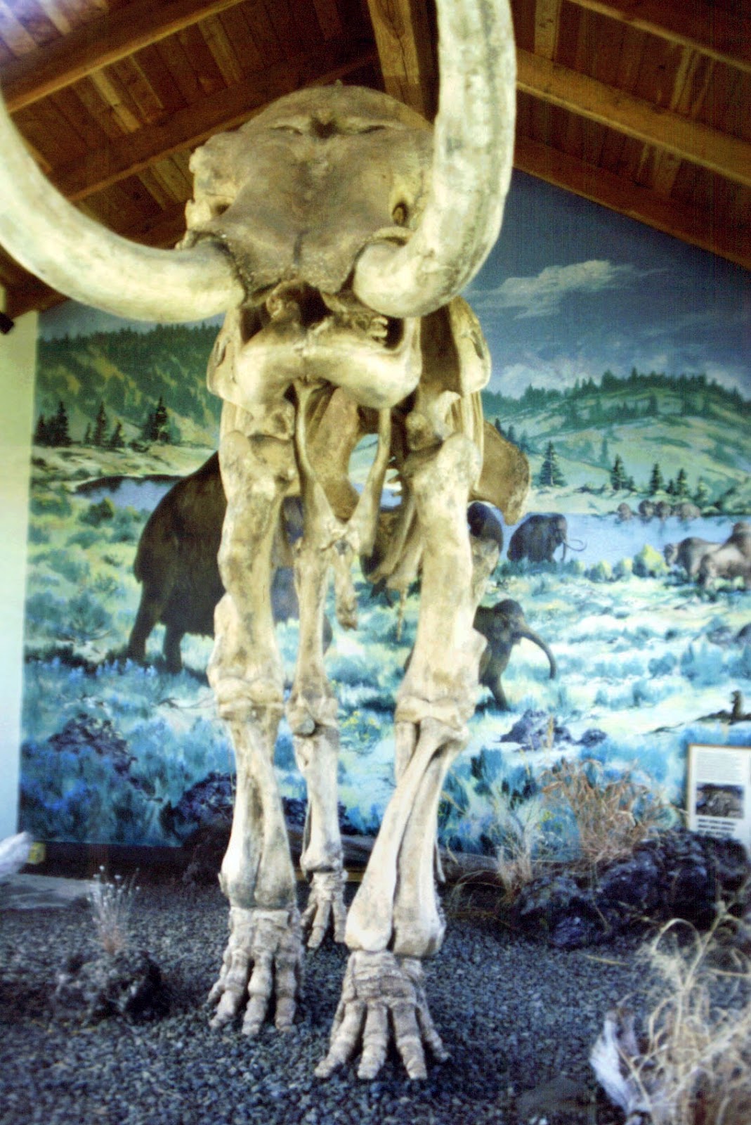 The Best 50 Years: Tolo Lake Mammoth at Grangeville, Idaho