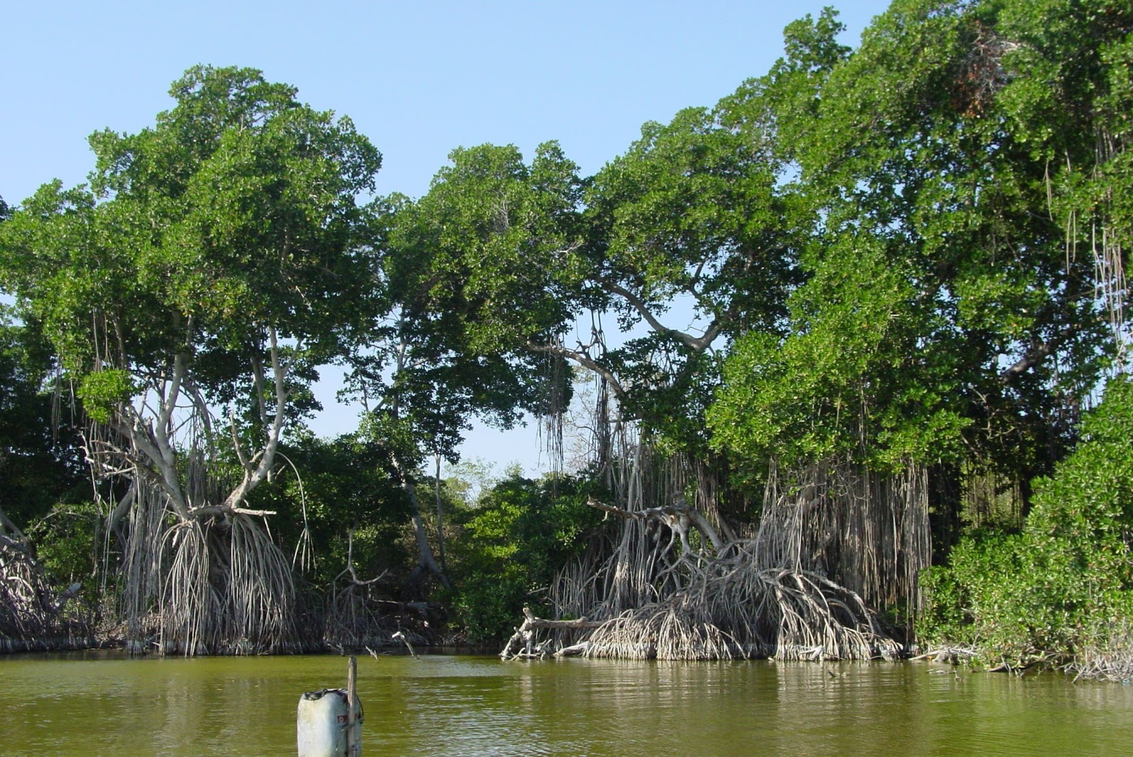 El mundo de los manglares