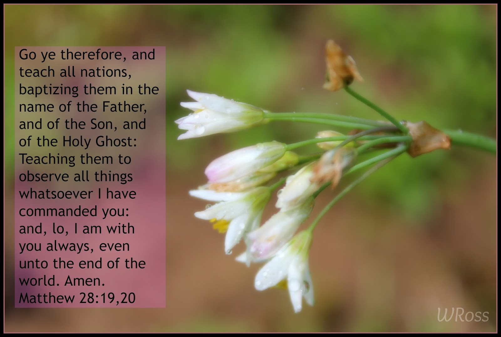 Life at Rossmont: Scripture and a Snapshot, July 26